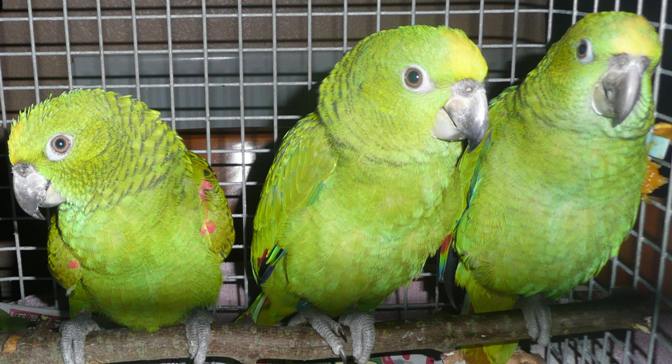 BREEDS NEEDS AMAZONS